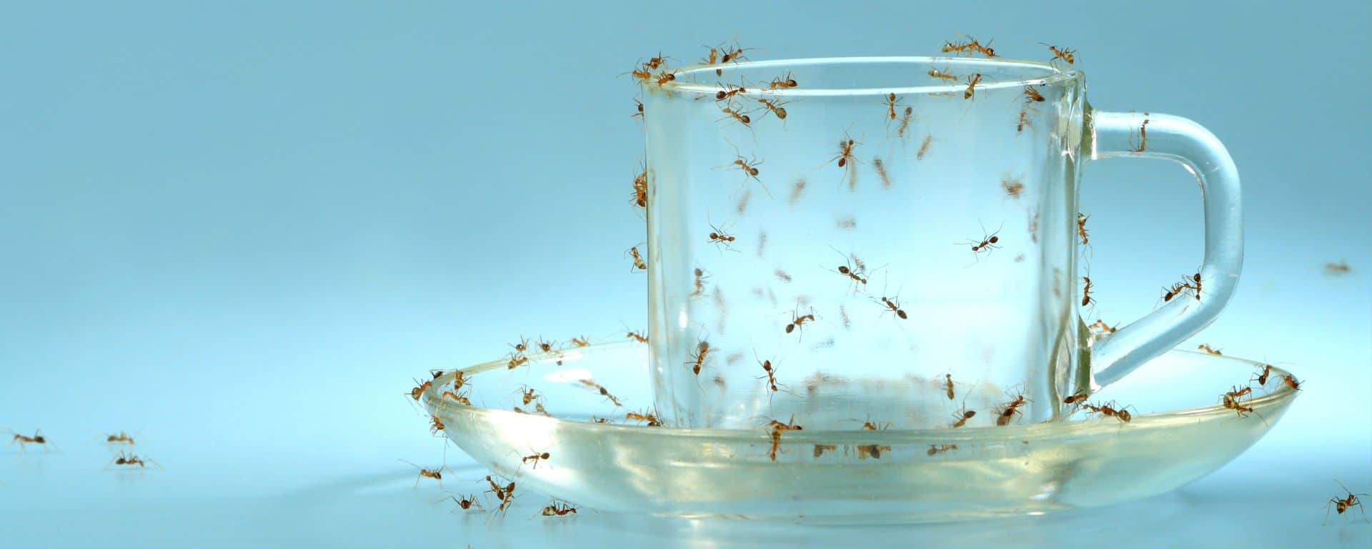 Disinfestazione Formiche Roma: Proteggi i Tuoi Ambienti